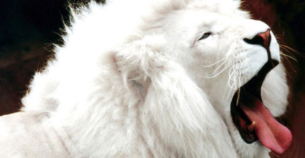 Estos animales albinos son diferentes… ¡pero increíblemente hermosos ...