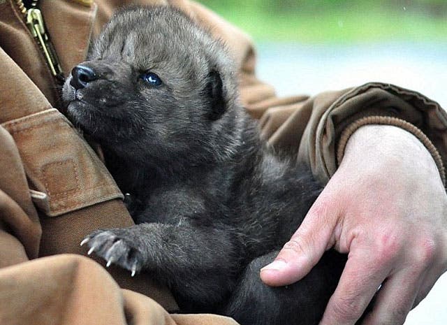 Imagenes de lobos pequeños - Imagui