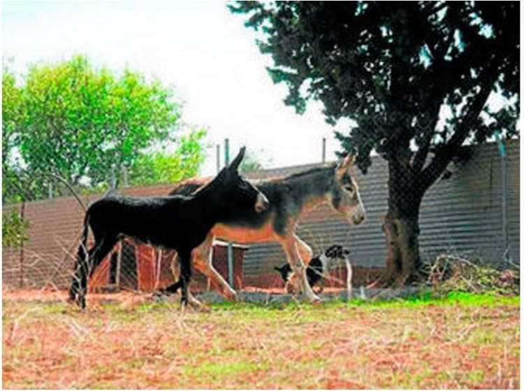 Así es la nueva vida de Capitán, el burro que fue brutalmente golpeado ...