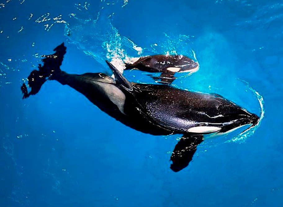 La trágica muerte de Kyara, la última orca nacida en cautiverio en el ...
