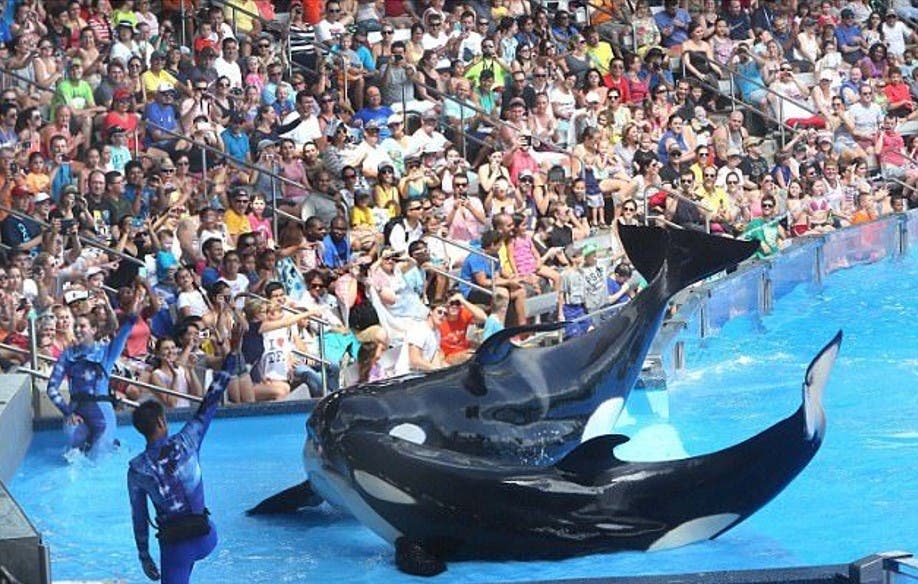 La trágica muerte de Kyara, la última orca nacida en cautiverio en el ...