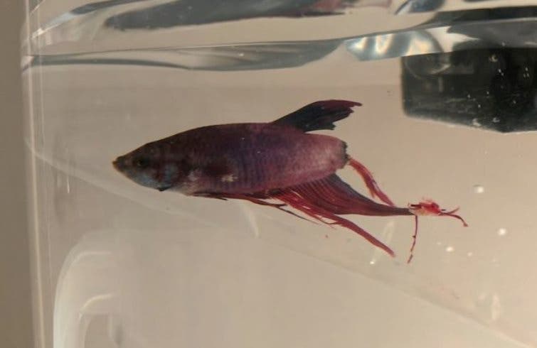 Una mujer mira cómo literalmente un pez moría pudriéndose en una tienda ...