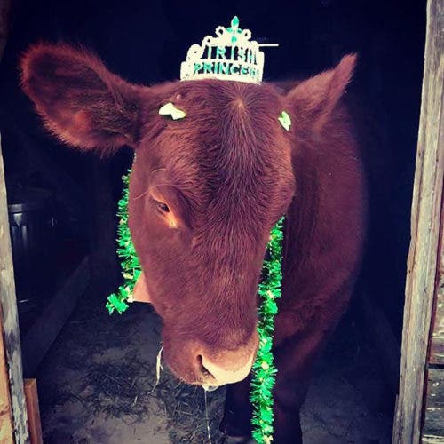 Betsy, la curiosa y adorable vaquita que se cree un perro más de la ...