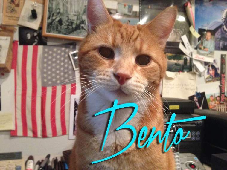 Muere Keyboard Cat, el famoso gato que cautivó las redes con su ...