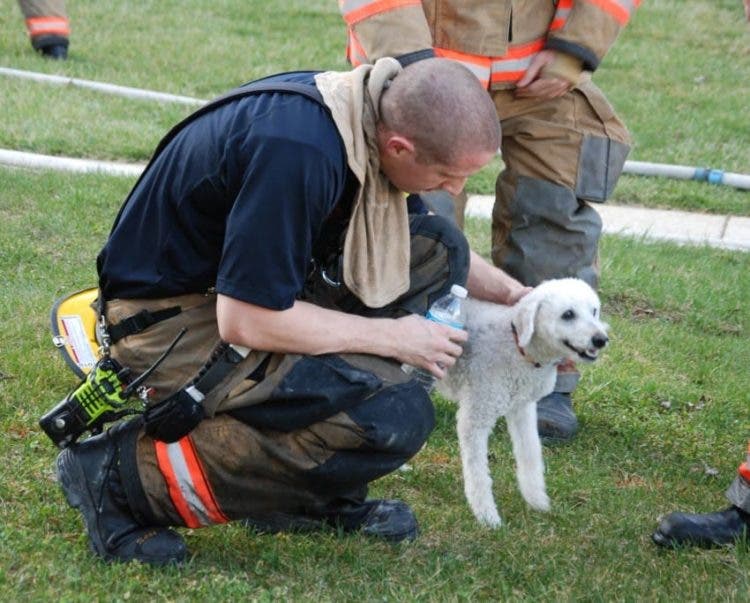 Este perro demuestra su agradecimiento al heróico bombero que lo salvó ...