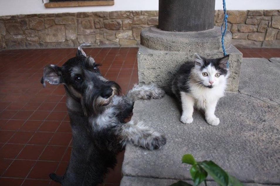 Fray Bigotón, el perro “monje” adoptado que está causando furor en las ...