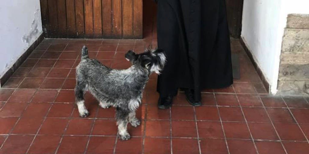 Fray Bigotón, el perro “monje” adoptado que está causando furor en las ...