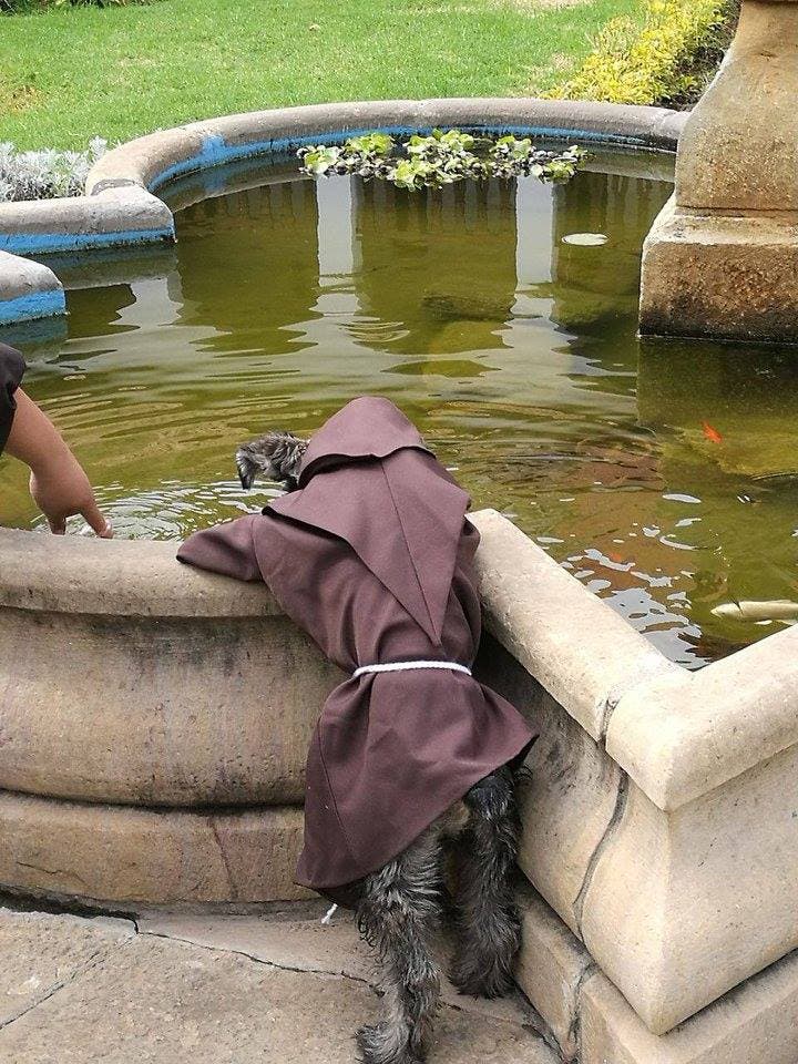Fray Bigotón, el perro “monje” adoptado que está causando furor en las ...