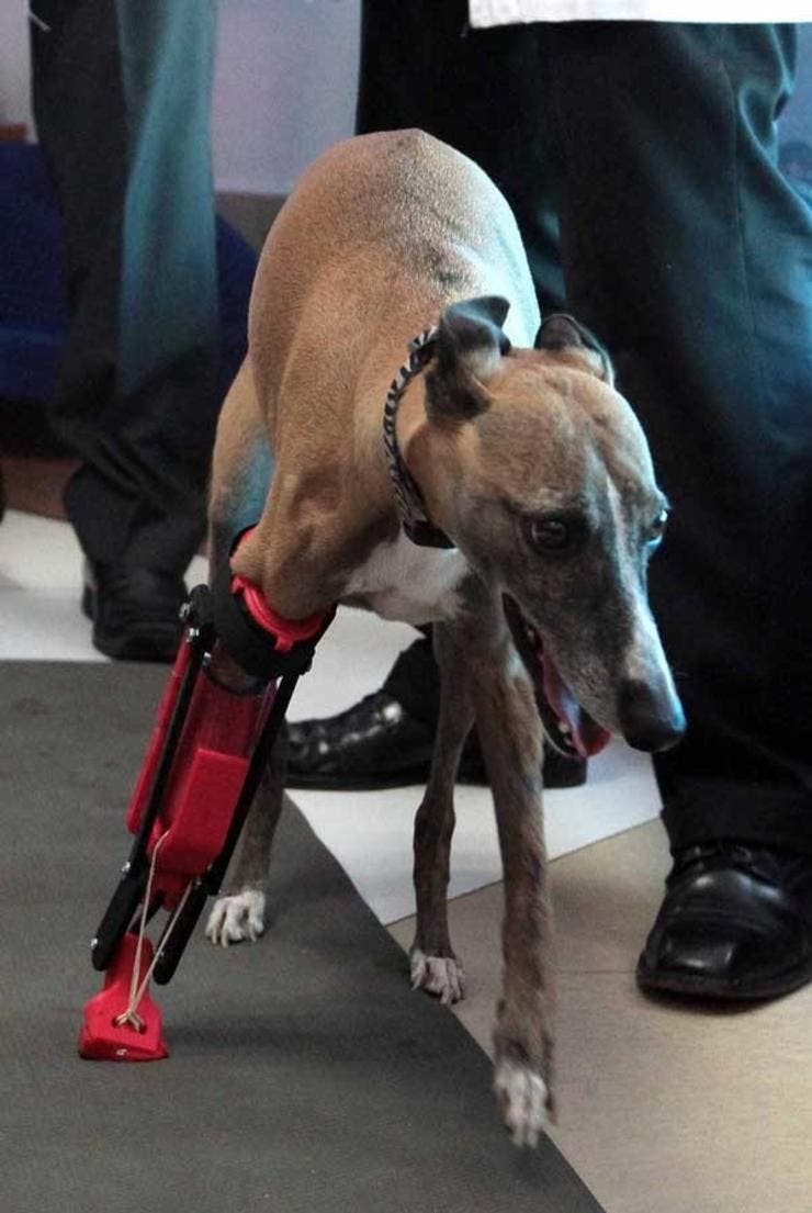 Un joven fabrica prótesis para perros con su impresora 3D y las ofrece ...