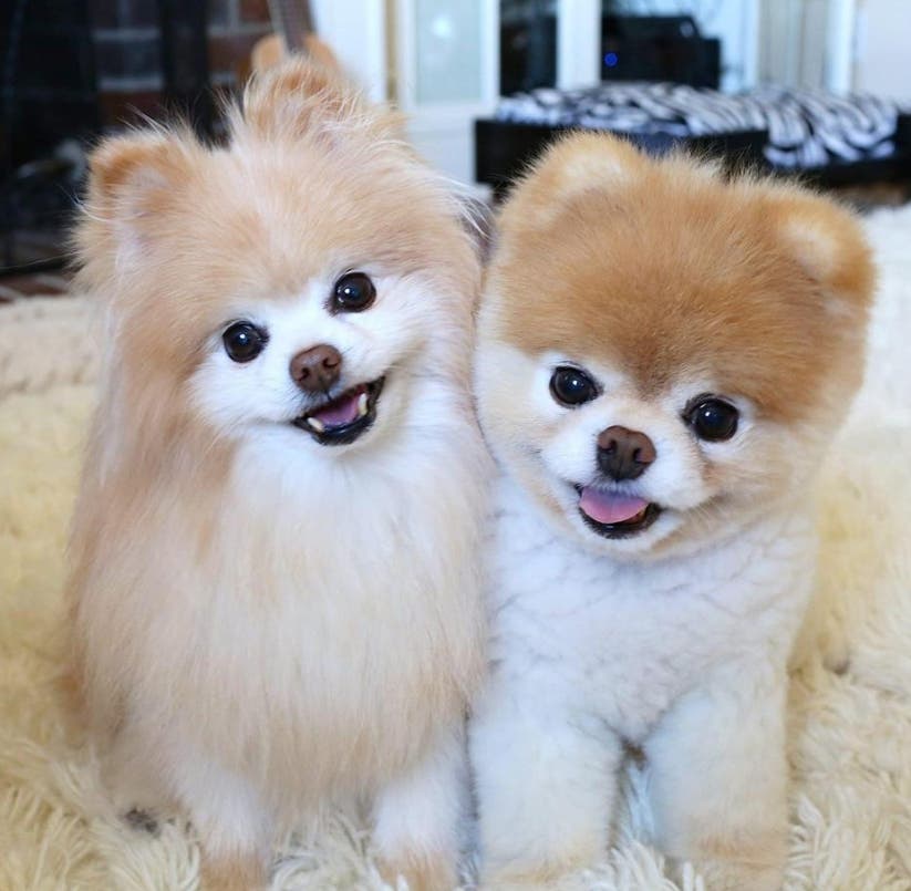 Pierde la vida a los 12 años Boo, “el perro más lindo del mundo ...