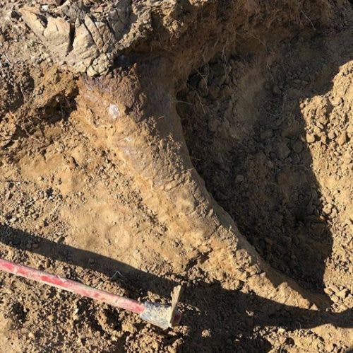 Un estudiante se sorprende al encontrar los restos de un ser vivo de ...