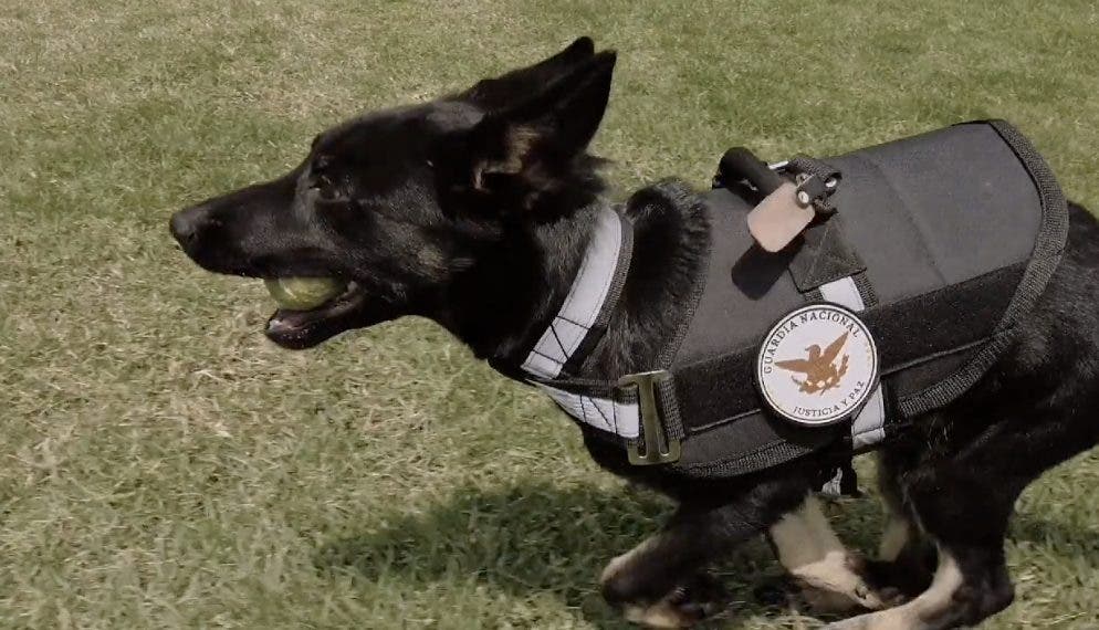 La policía les dedica un homenaje a los perros rescatistas en el Día ...